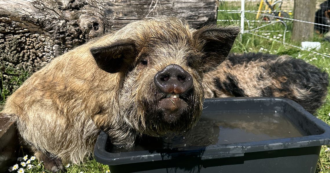 Ejere af kælegrise: Alle burde prøve at bo sammen med en gris | Dyrenes Beskyttelse